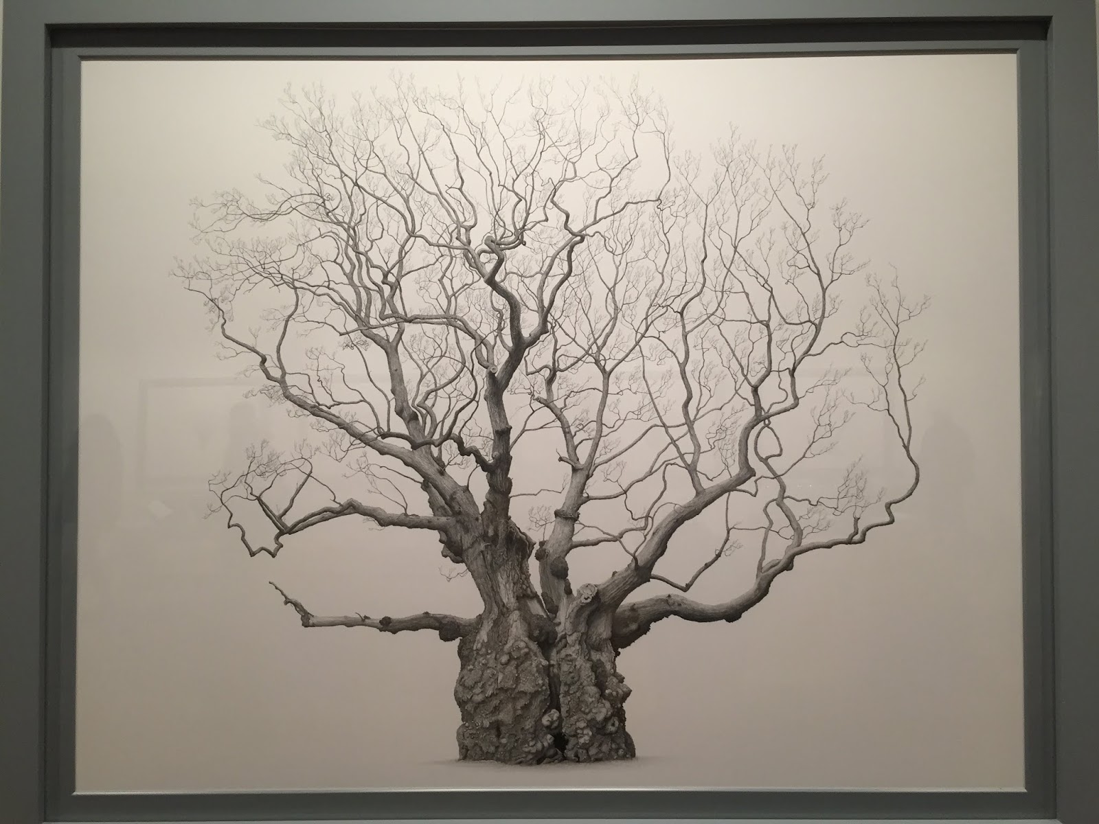 Pippa's Cabinet: A Legacy of Ancient Oaks by Mark Frith