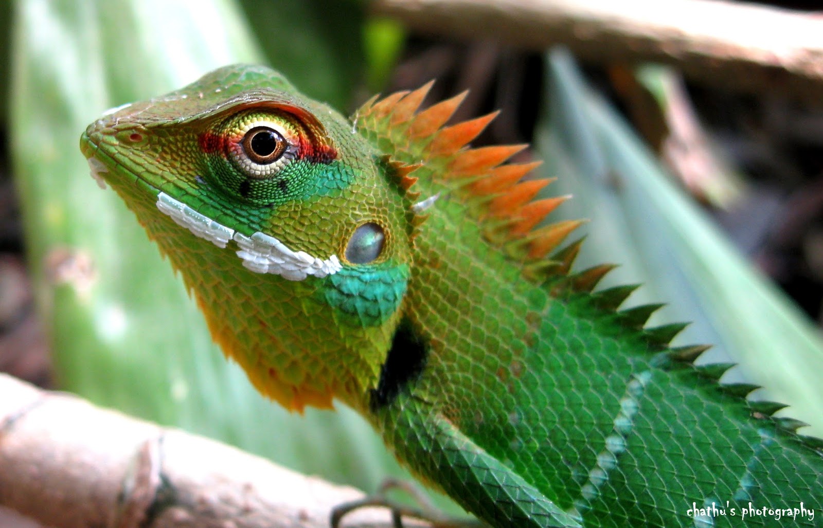 Nature Of Srilanka: Family Agamidae (Agamid Lizards)