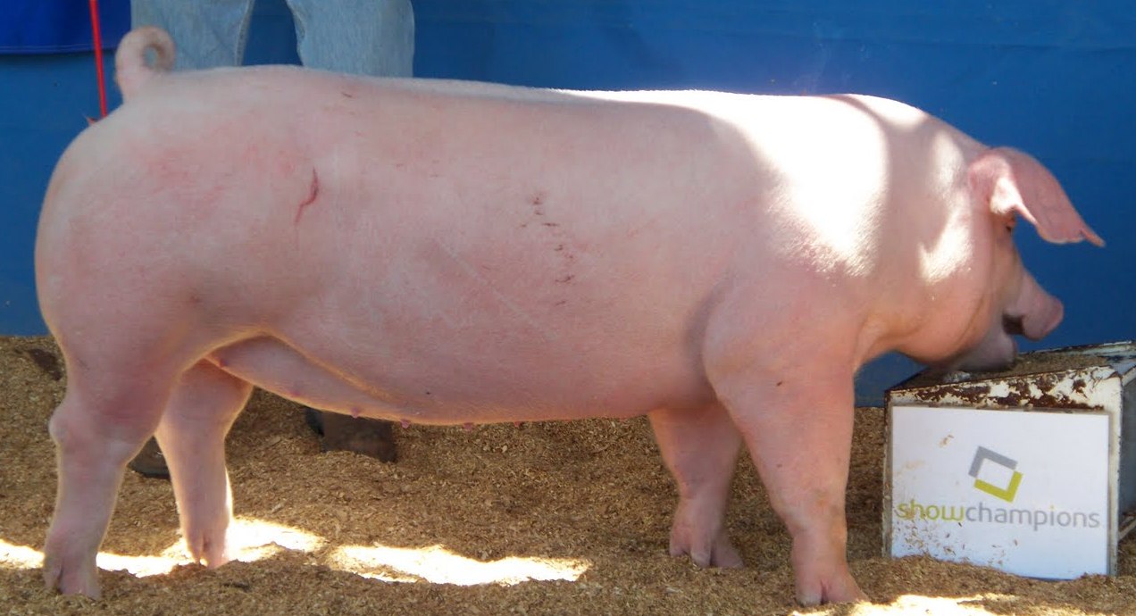 porcinocultura raza landrace