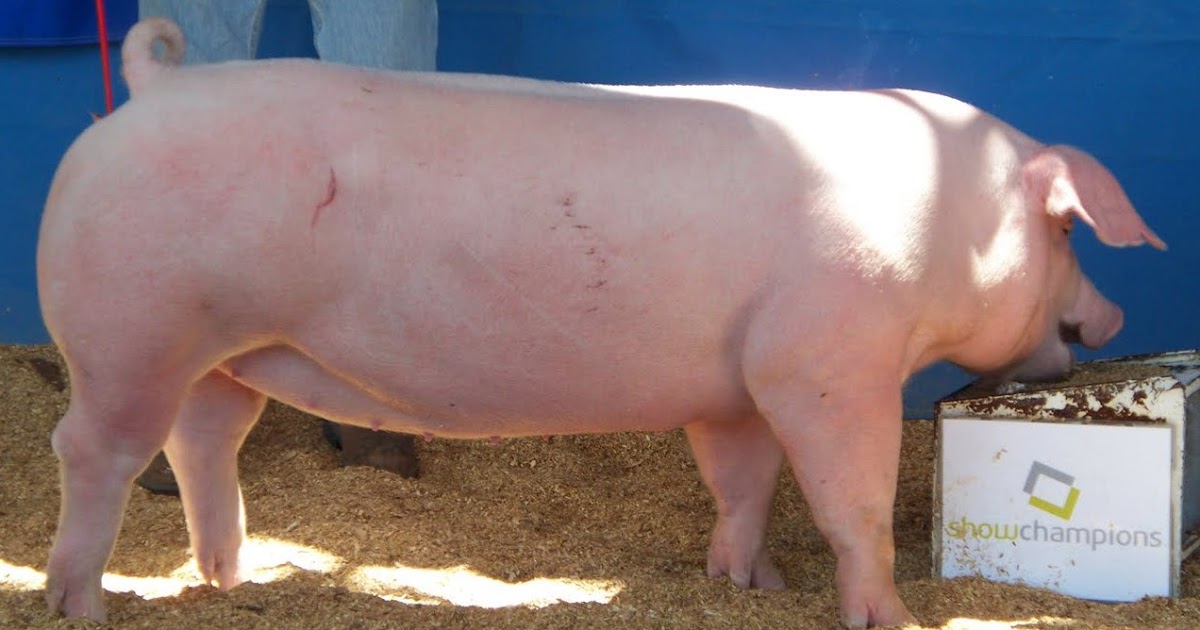 porcinocultura raza landrace