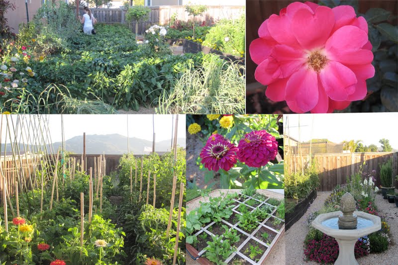 potd: 172: how does your garden grow?