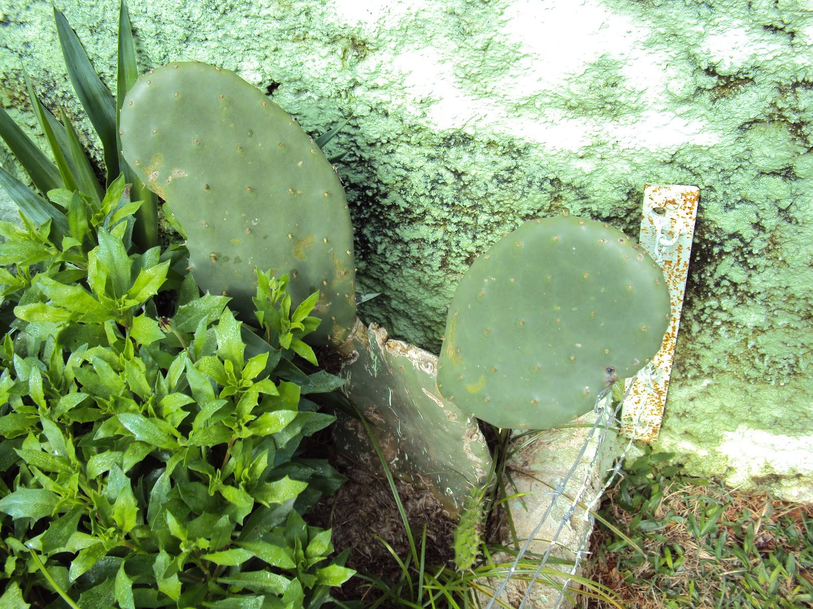 Blog da bióloga - Plante vida: Palma - Cactus