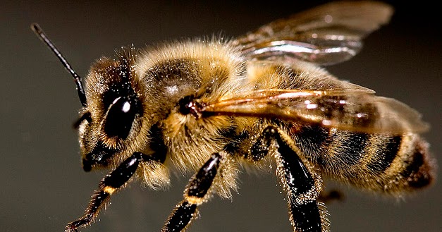 School Of Digital Photography: Macro Photography - 10 tips To Shoot ...