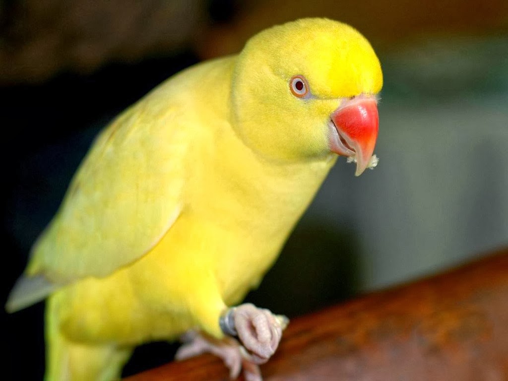 Beautiful Wallpapers For Desktop: HD Yellow Parots wallpapers