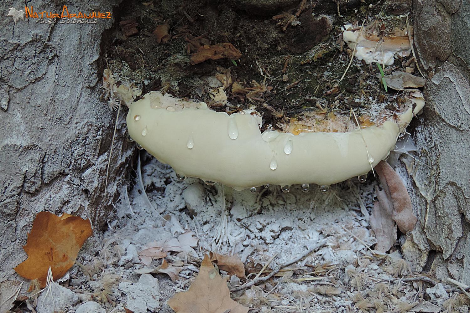 NaturAranjuez: Ganoderma lipsiense