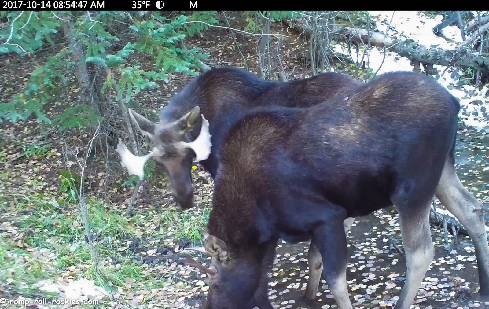 Romping and Rolling in the Rockies: A bull moose pair has a small fight