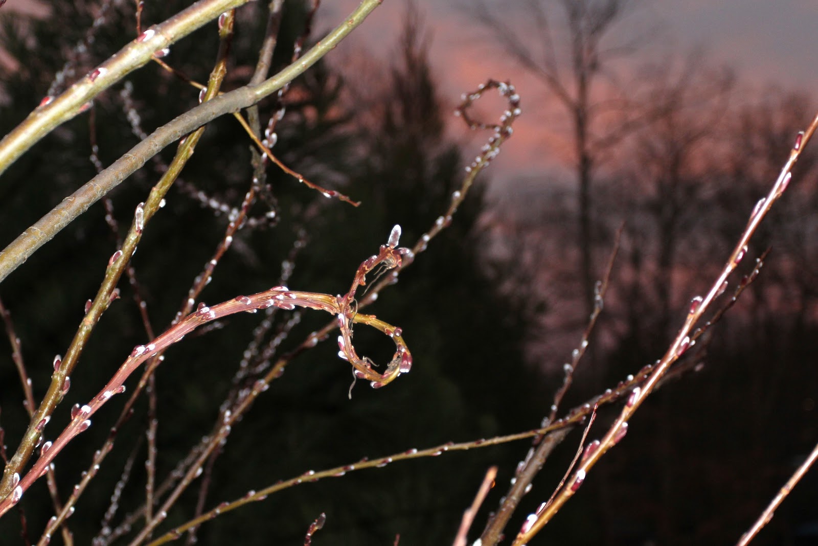 Cheryl's 2 Cents' Worth: Growing Pussy Willows and Curly Willows