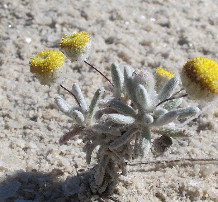 Esperance Wildflowers: Asteridea chaetopoda – Gypsum Daisy