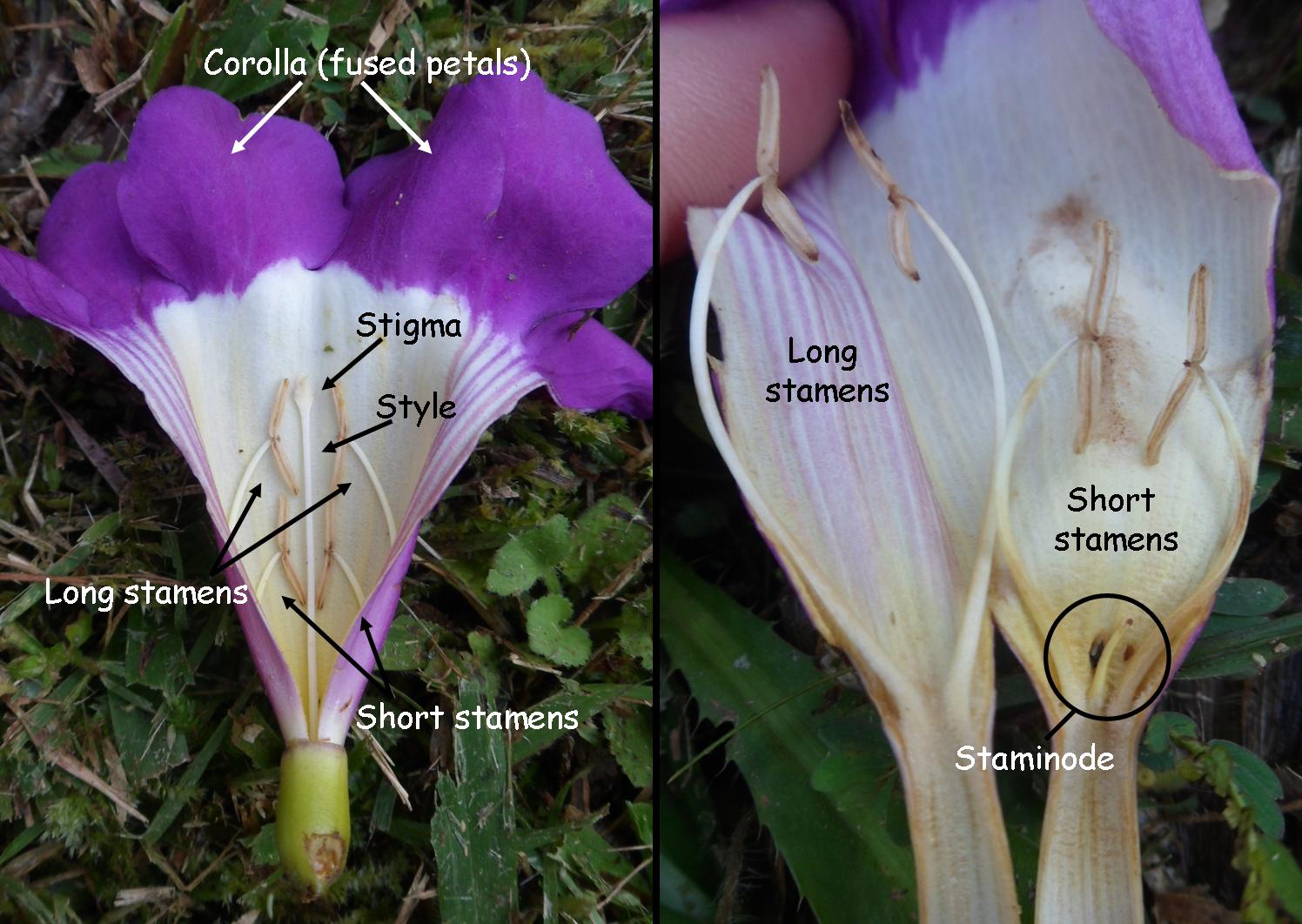 Flower Tales: A Mid-Night Horror Story