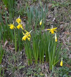 Walks among Flowers: Berkshire: Inkpen Crocus Field and Steventon