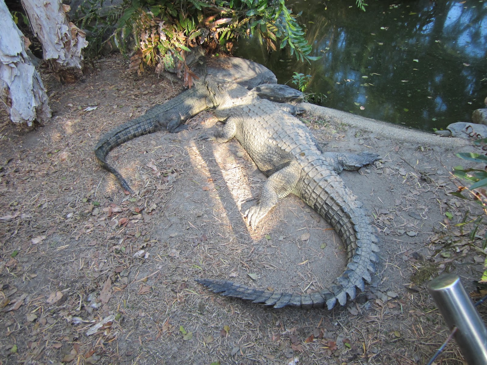 Il Salto Del Koala: agosto 2013