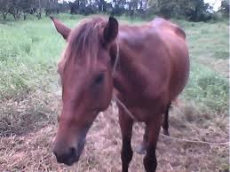 knowledge:horse: Snake Bites in Horses