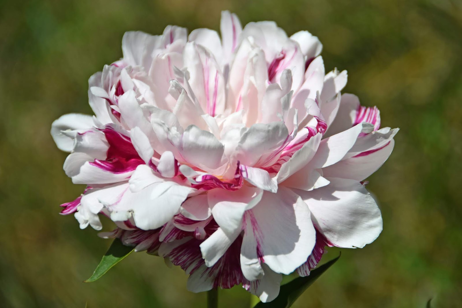 Southern Peony: May 2018