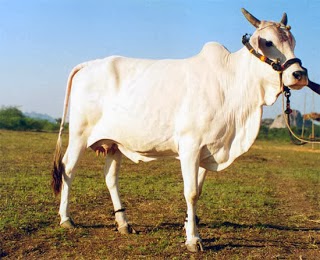 వ్యవసాయం: Ongole cattle