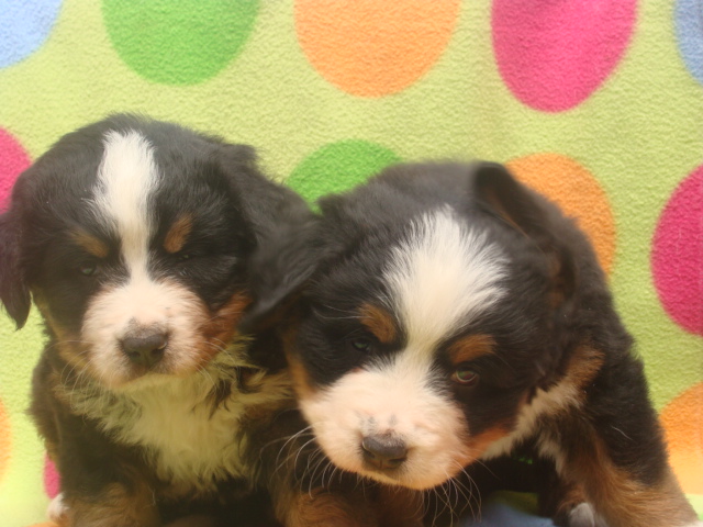 VENTA DE CACHORROS EN BOGOTA: VENTA DE CACHORROS EN BOGOTA