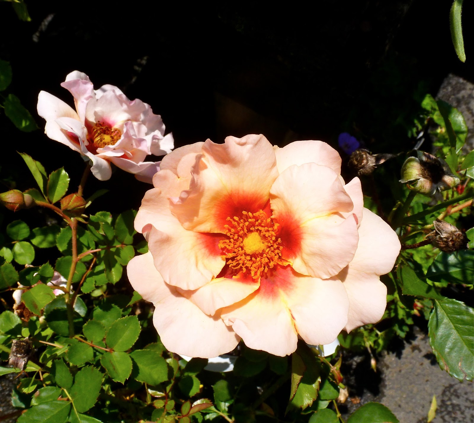 A closer look at the new Eyeconic roses. | The Dirt Diaries