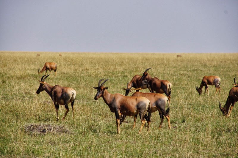 Familjen Fredriksson, när vi två blir tre....: Masai mara, Kiambethu ...