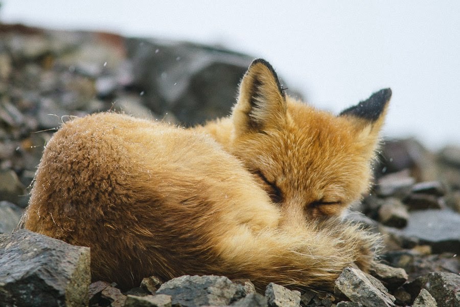 White Wolf : 15 Lovely Photos of Russian Foxes by Ivan Kislov Are ...