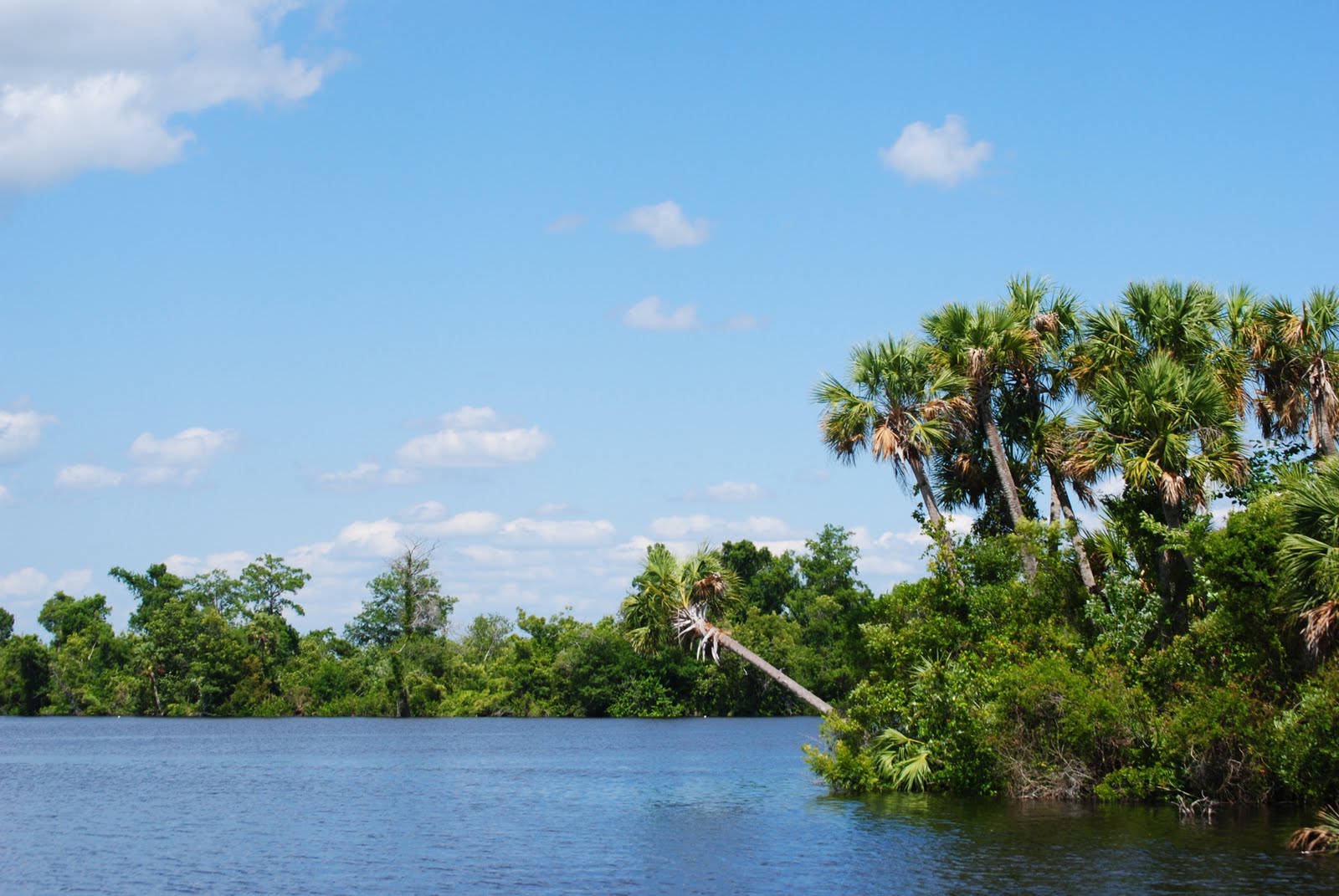 Field Notes and Photos: The Peace River..a bit of Old Florida