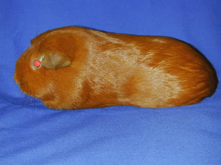 Lovely Cute Pets: Breeds of Guinea Pigs