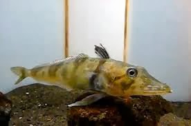 La petite vie de Benoît...: Animaux rares et étranges