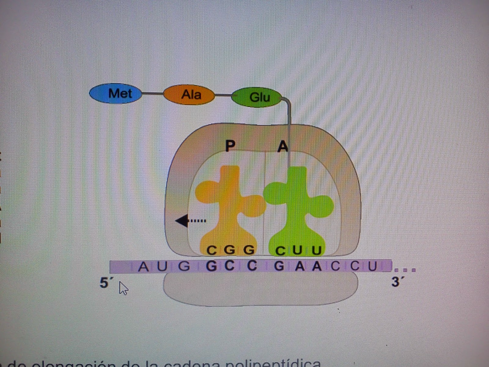 BIOLOGÍA CELULAR Y MOLECULAR: V. Ribosomas