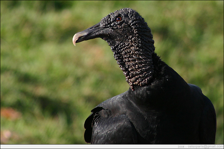 Urubu, Animais, Aves de rapina