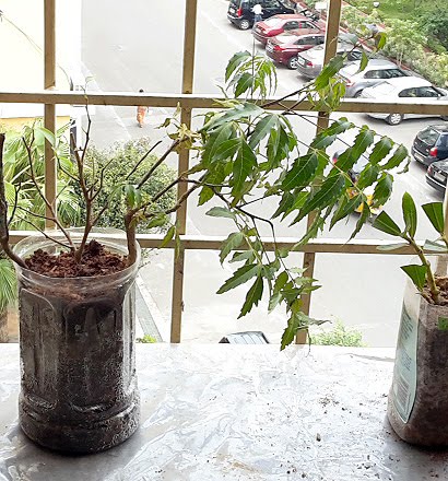 Instant - Bonsai - For - Everyone: Neem Tree No.2