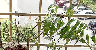 Instant - Bonsai - For - Everyone: Neem Tree No.2