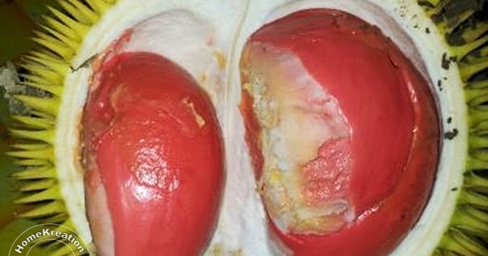 HomeKreation - Kitchen Corner: Durian Isu / Isau from Sarawak