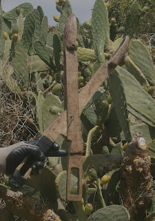 fotográfico: PARA APANHAR TABAIBOS - FAJÃ DA OVELHA - CALHETA (Madeira)