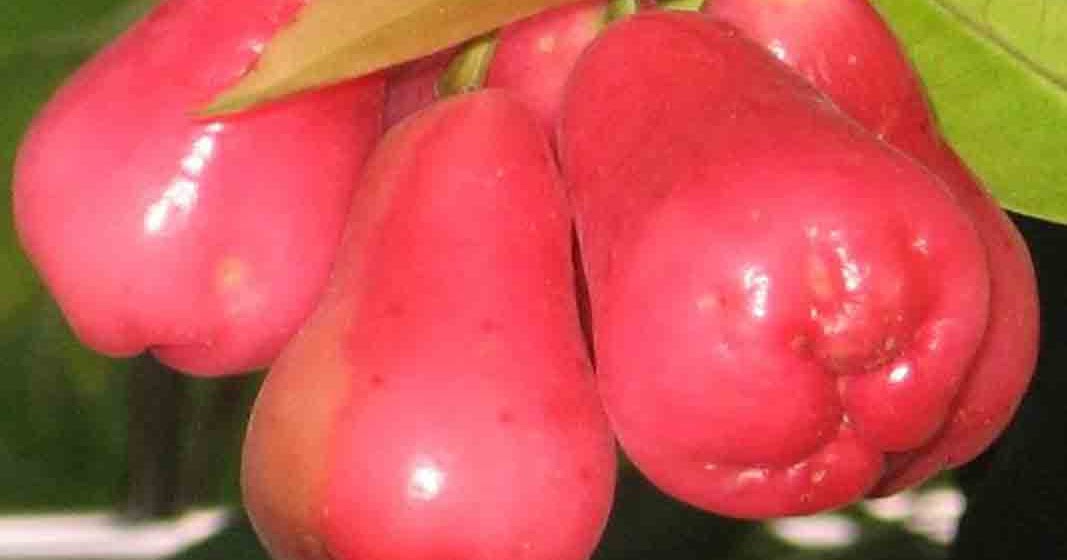 Health Benefits of Water Guava for Human Life ~ itismylifetoo