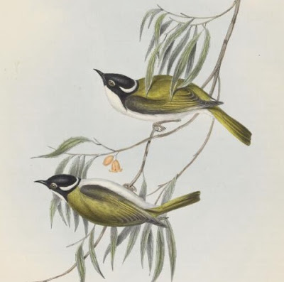 Leeuwin Current Birding: The naming of Gilbert's Honeyeater