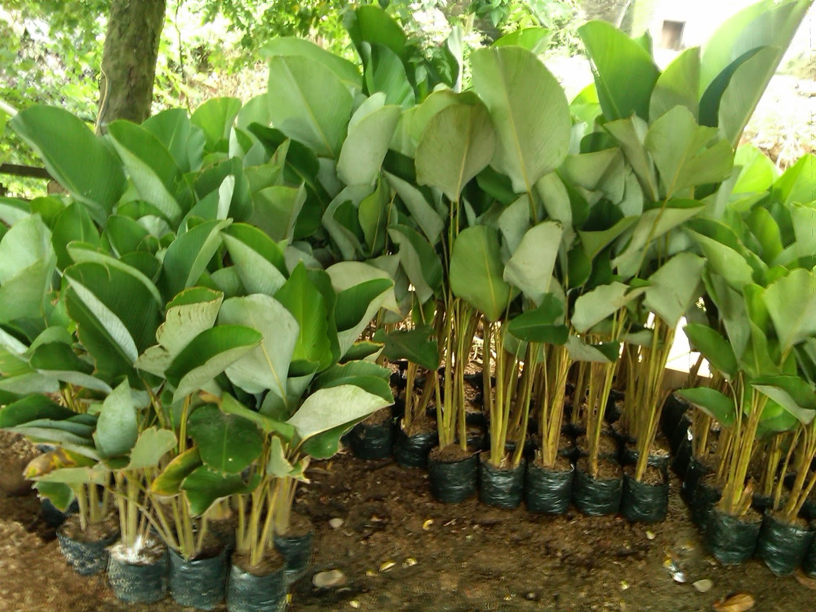 Tukang Taman Saung Flora Jual Tanaman Pisang Pisangan Calatea