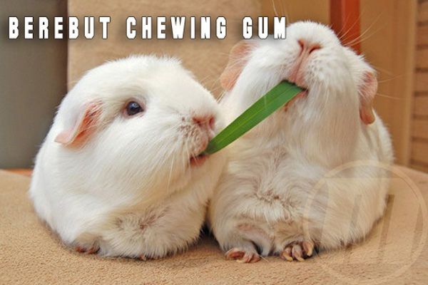 Apa Yang Guinea Pig (Tikus Belanda) Buat? Part. 1 | Mignon World