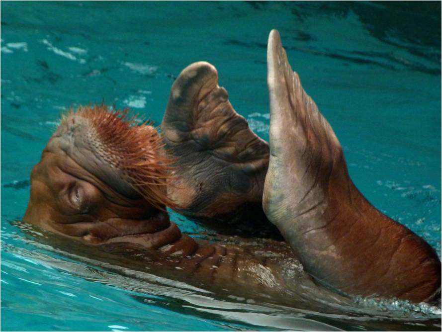 Beasts in a Populous City: She Is the Walrus