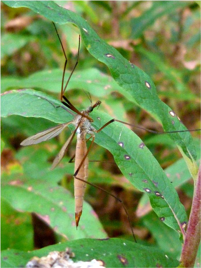 Insects of Scotland: Craneflies