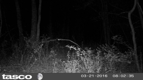 Phantoms and Monsters: Pulse of the Paranormal