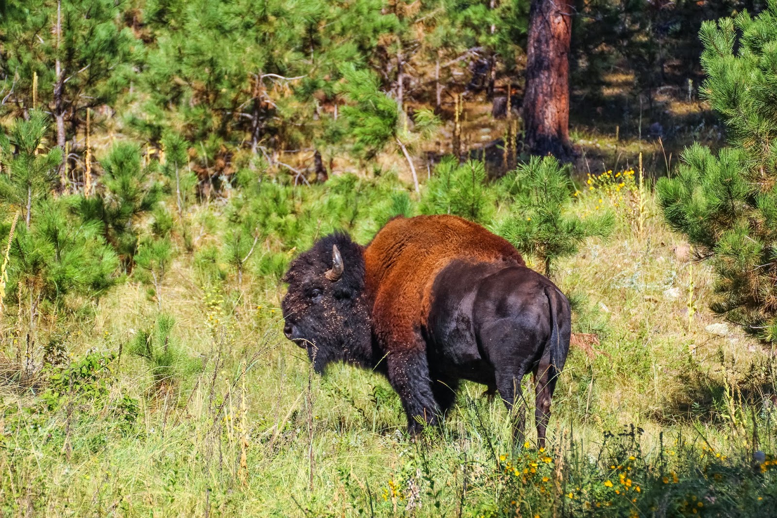 Cannundrums: Plains Bison - South Dakota