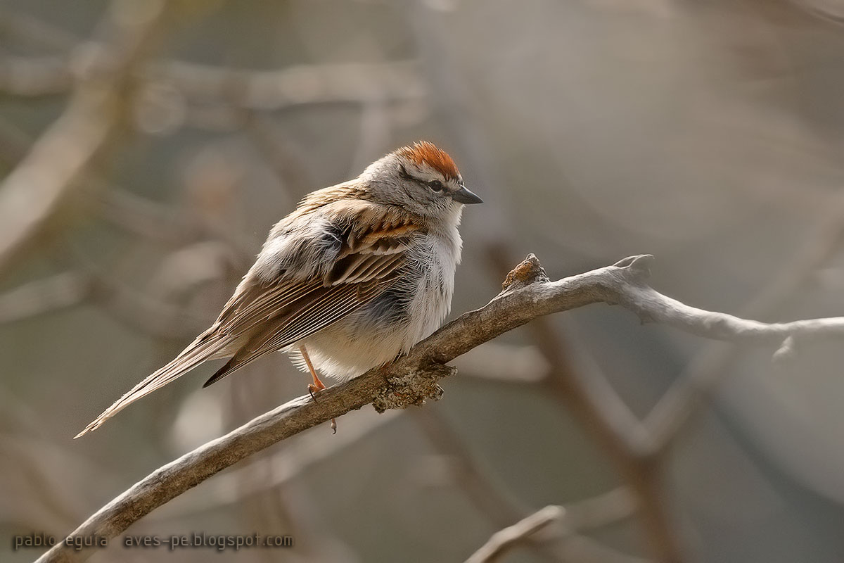 mis fotos de aves: Spizella passerina Chingolo Cejiblanco Chipping Sparrow