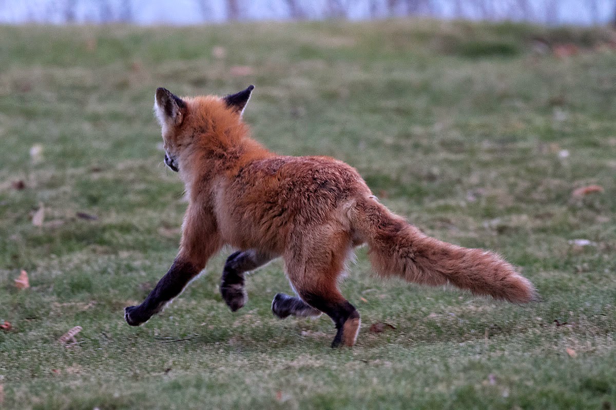 Ann Brokelman Photography: Red Fox released back in wild. December 8, 2014