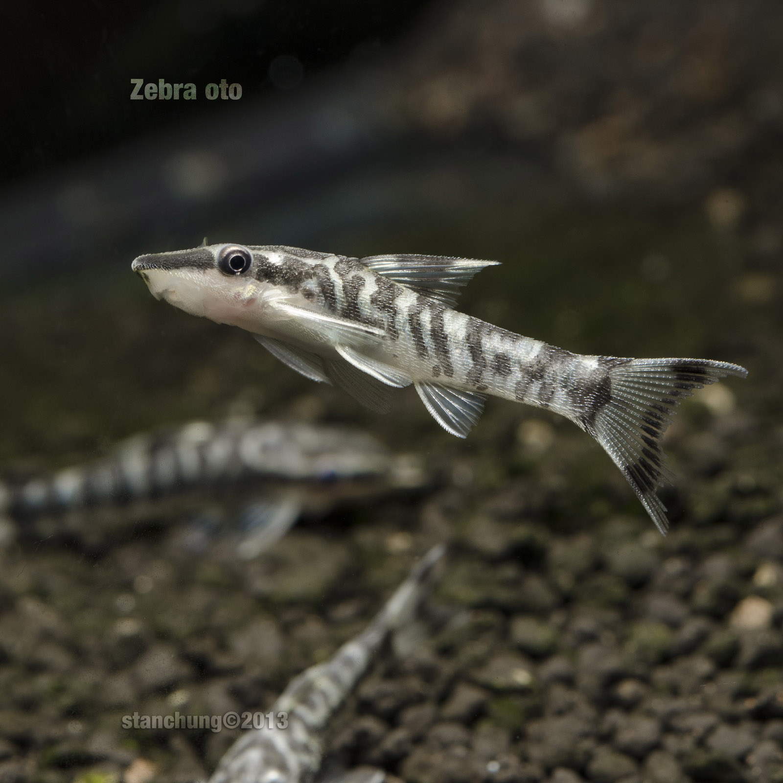Stan's Picture Blog: Zebra otos. (Otocinclus cocama)