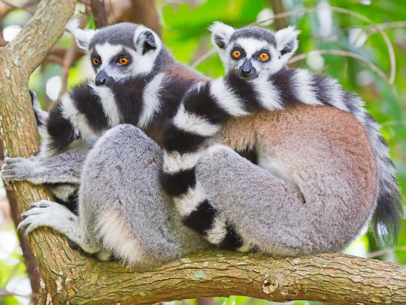 Jose E Hernandez World: Lemurs