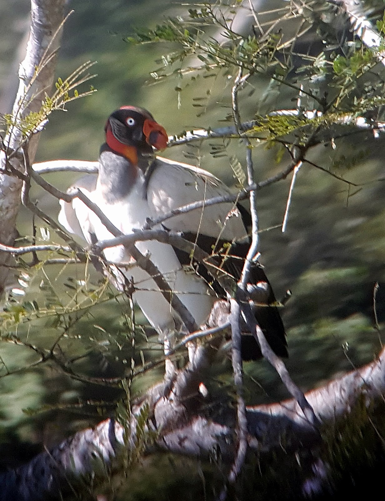 ¡Aprendo español en Atenas!: Zopilote rey Nochebuena