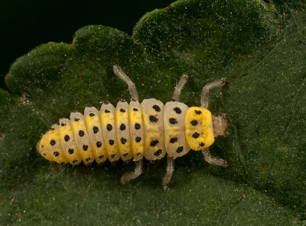 Irish Wildlife Photography: Orange Ladybird Larva