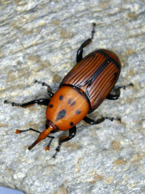 Ubrique en verde: agosto 2012