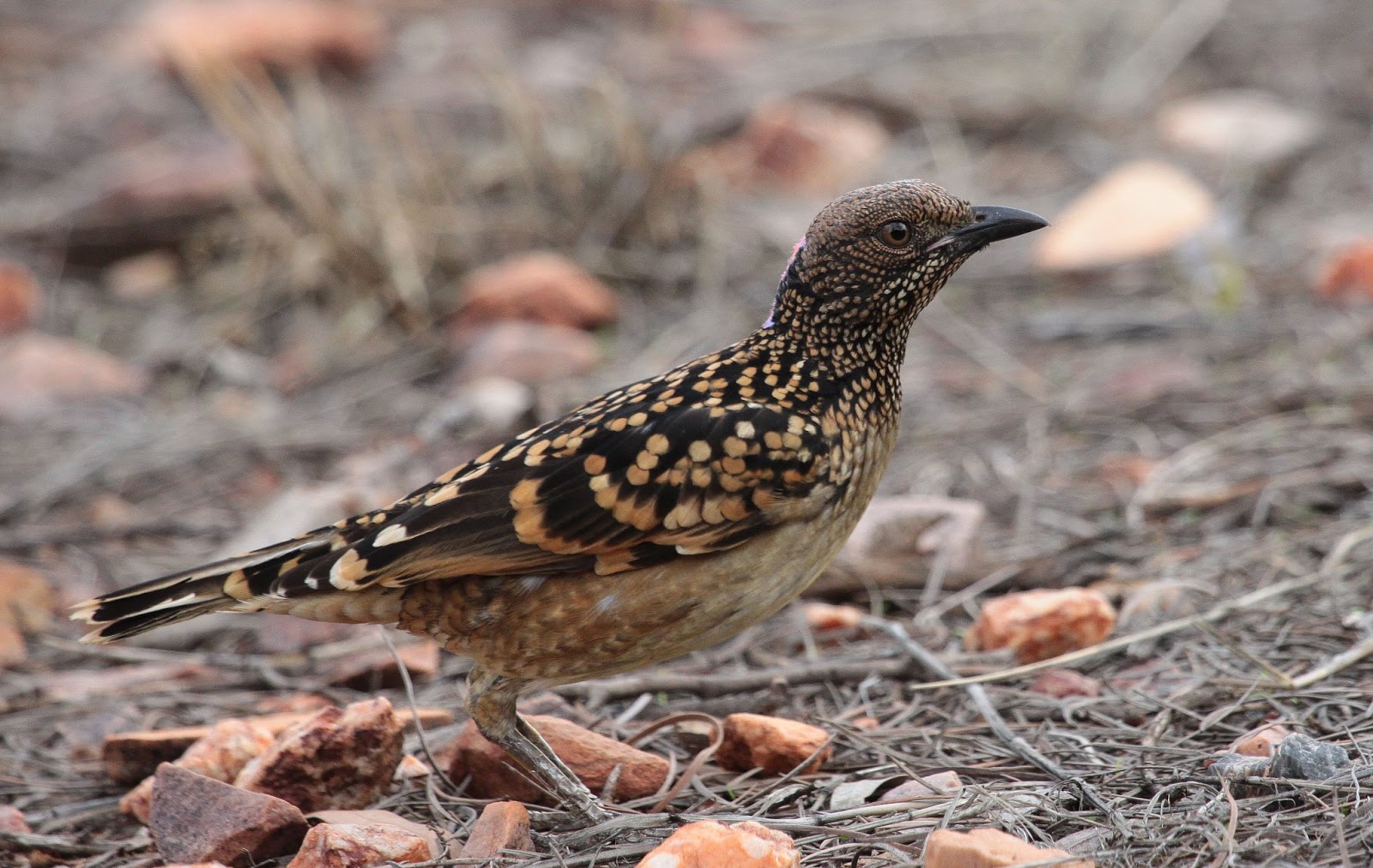 Richard Waring's Birds of Australia: Simpsons Gap birds - Hooded Robin ...