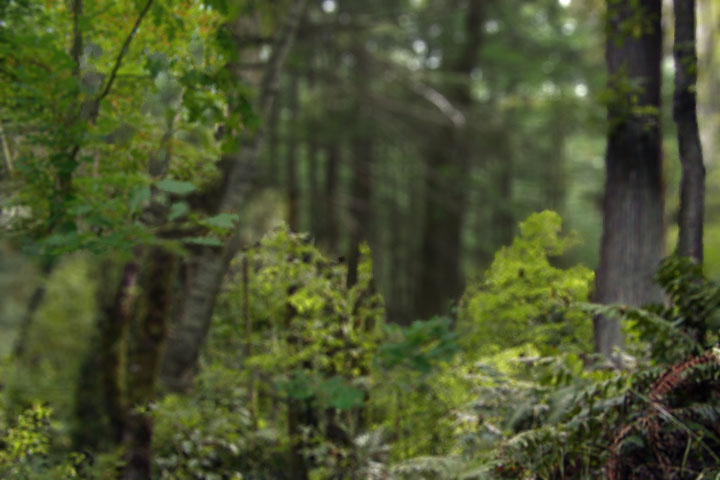 The Art of Terry Hamel