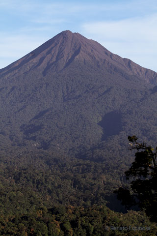 Birding Ecuador For Conservation: Military Macaws at Sumaco National ...