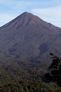 Birding Ecuador For Conservation: Military Macaws at Sumaco National ...